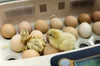 Hatching Eggs in the Classroom — #TeachKyAg