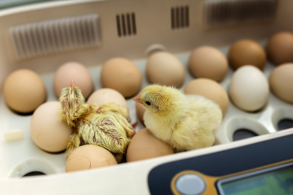 Hatching Eggs in the Classroom — #TeachKyAg