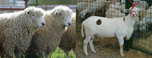 Sheep & Goat Lessons and Resources — #TeachKyAg