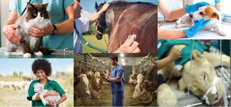 So You Want to Be a Veterinarian? Start Preparing in High School! — # ...