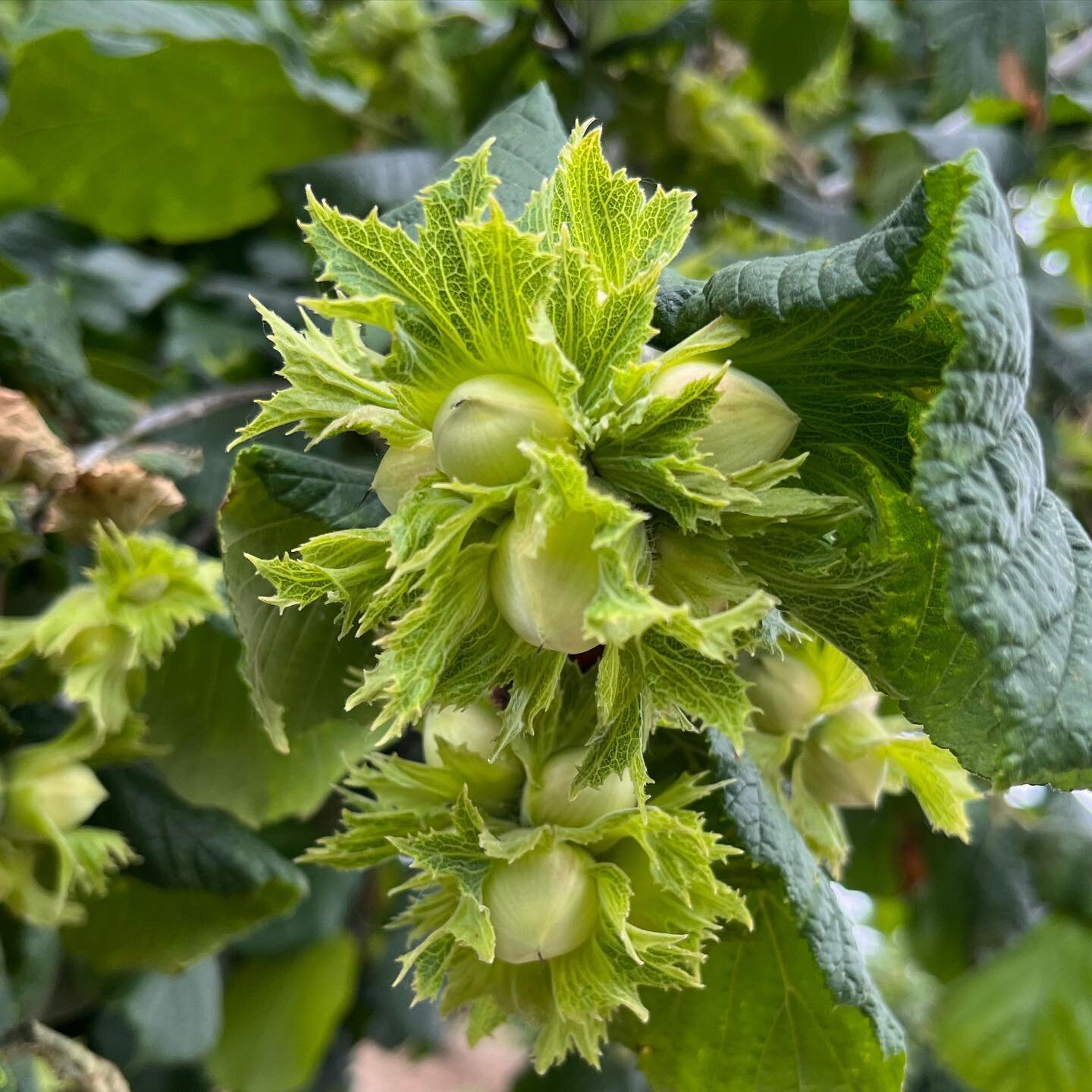 Hazelnut Hill Oregon