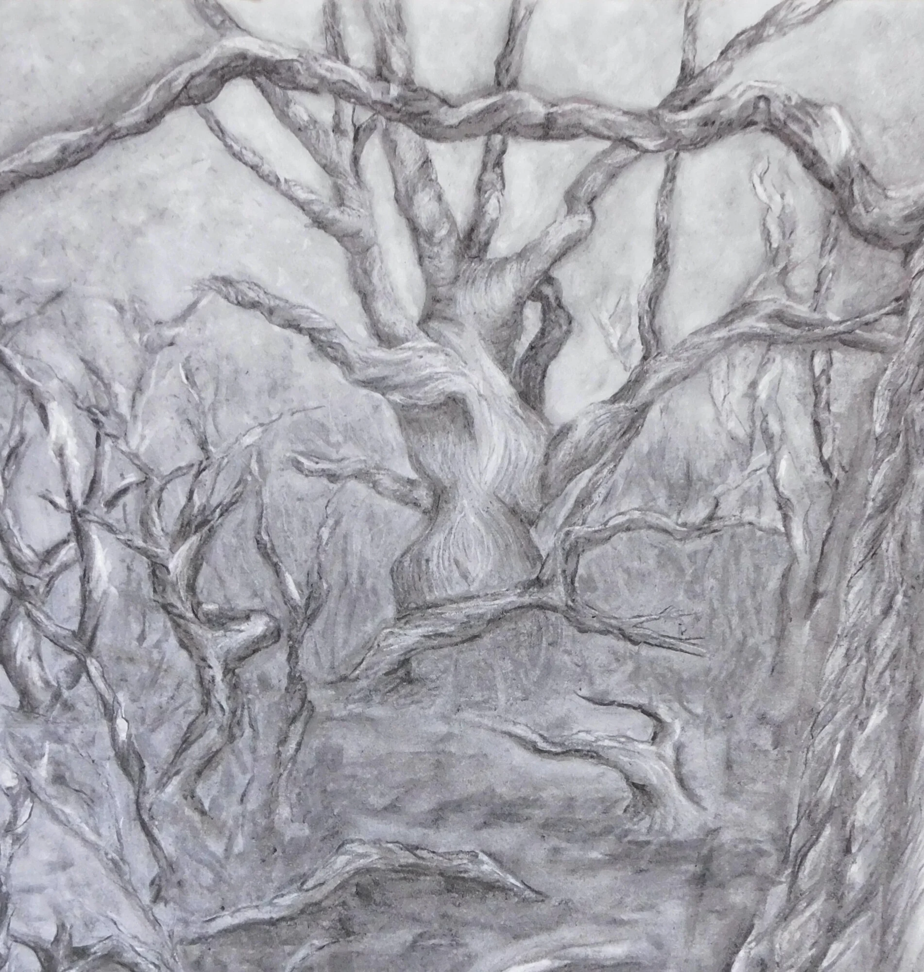 Forest — Jennifer Fleming