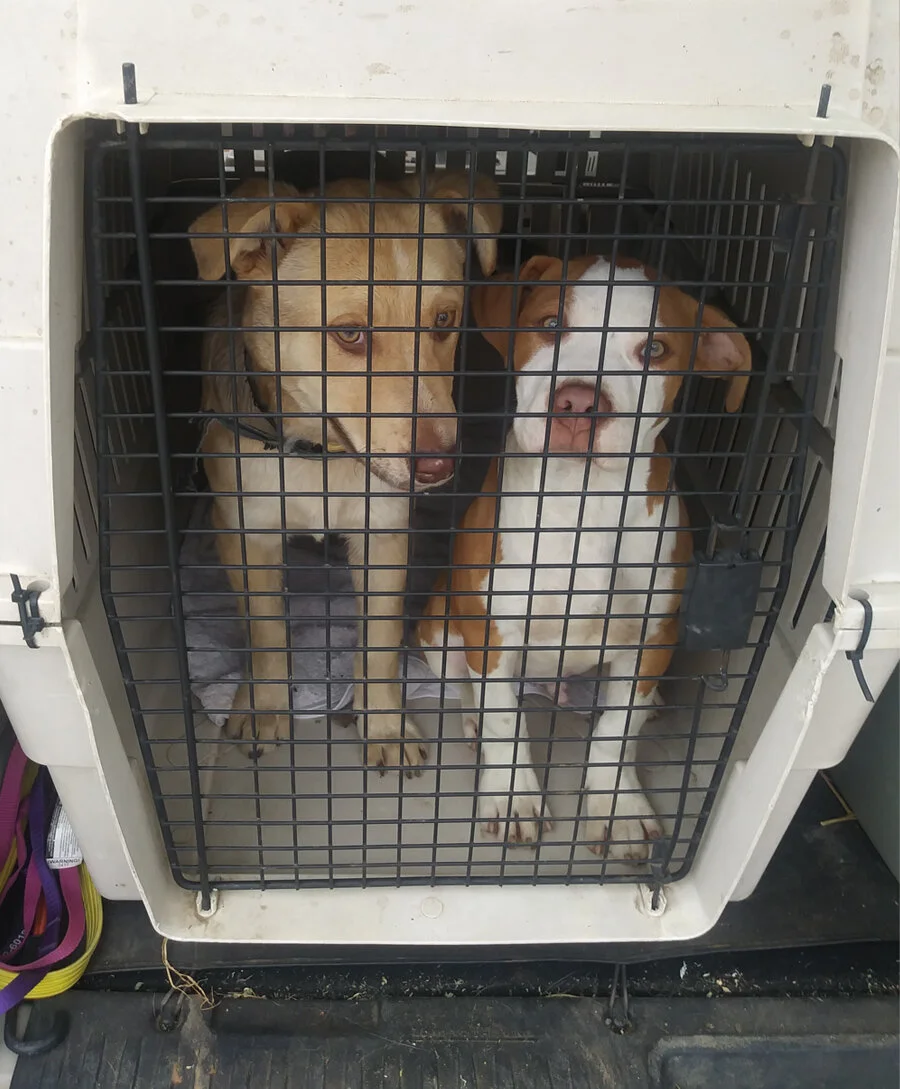 Transporting abandoned dogs and cats to safety and to be adopted by ...