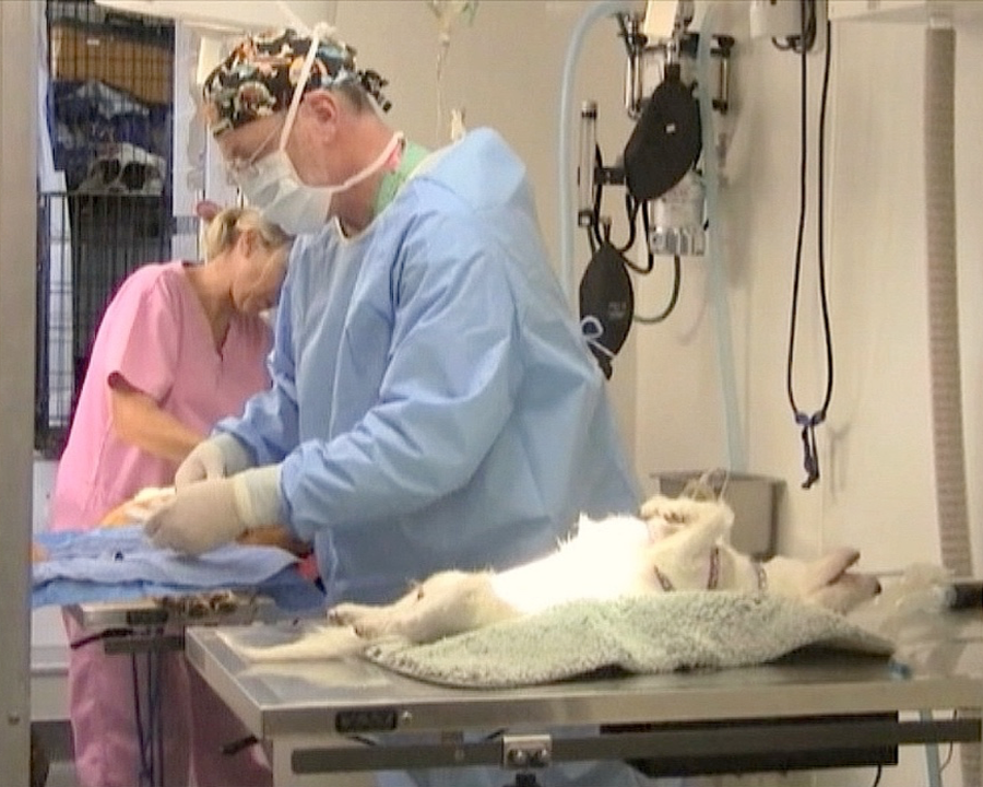 Spay/Neuter Cats and Dogs Program | START Rescue