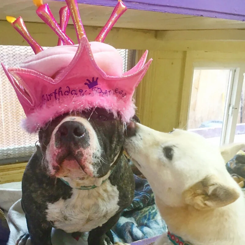 Get Involved | START Rescue