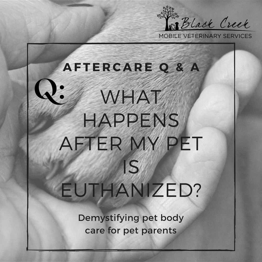 Reflections of a Hospice Vet: Pet Aftercare Q&A Series; Part 1 — Black ...