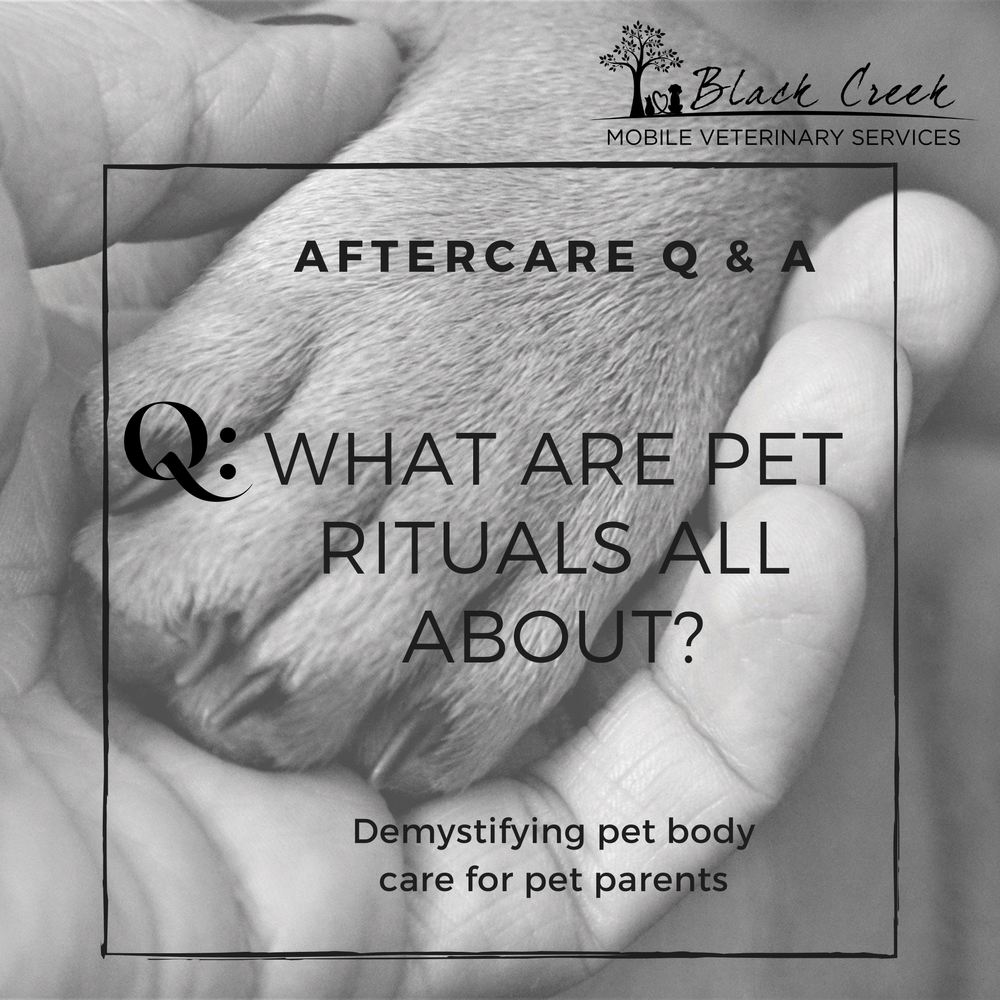 Reflections of a Hospice Vet: Pet Aftercare Q&A Series; Part 1 — Black ...