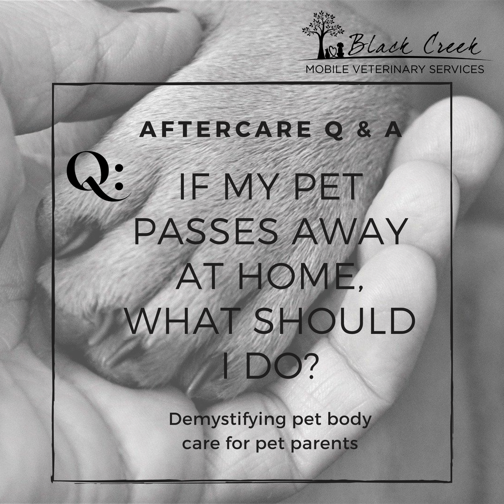 Reflections of a Hospice Vet: Pet Aftercare Q&A Series; Part 2 — Black ...