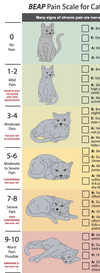 Download Essential Pet Loss Support Materials - Guides, Checklists ...