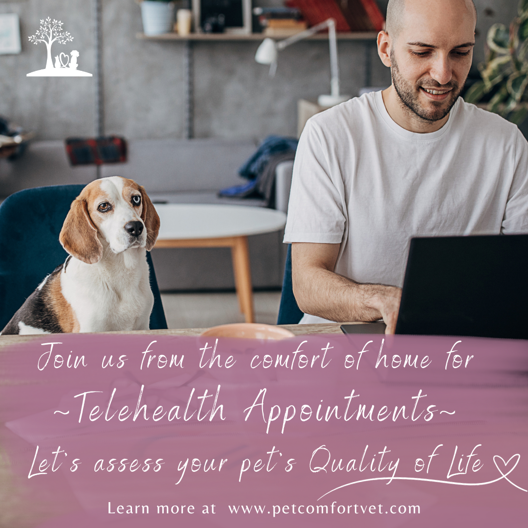 Reflections from a Hospice Vet Blog: Supporting Pet Parents on Social ...
