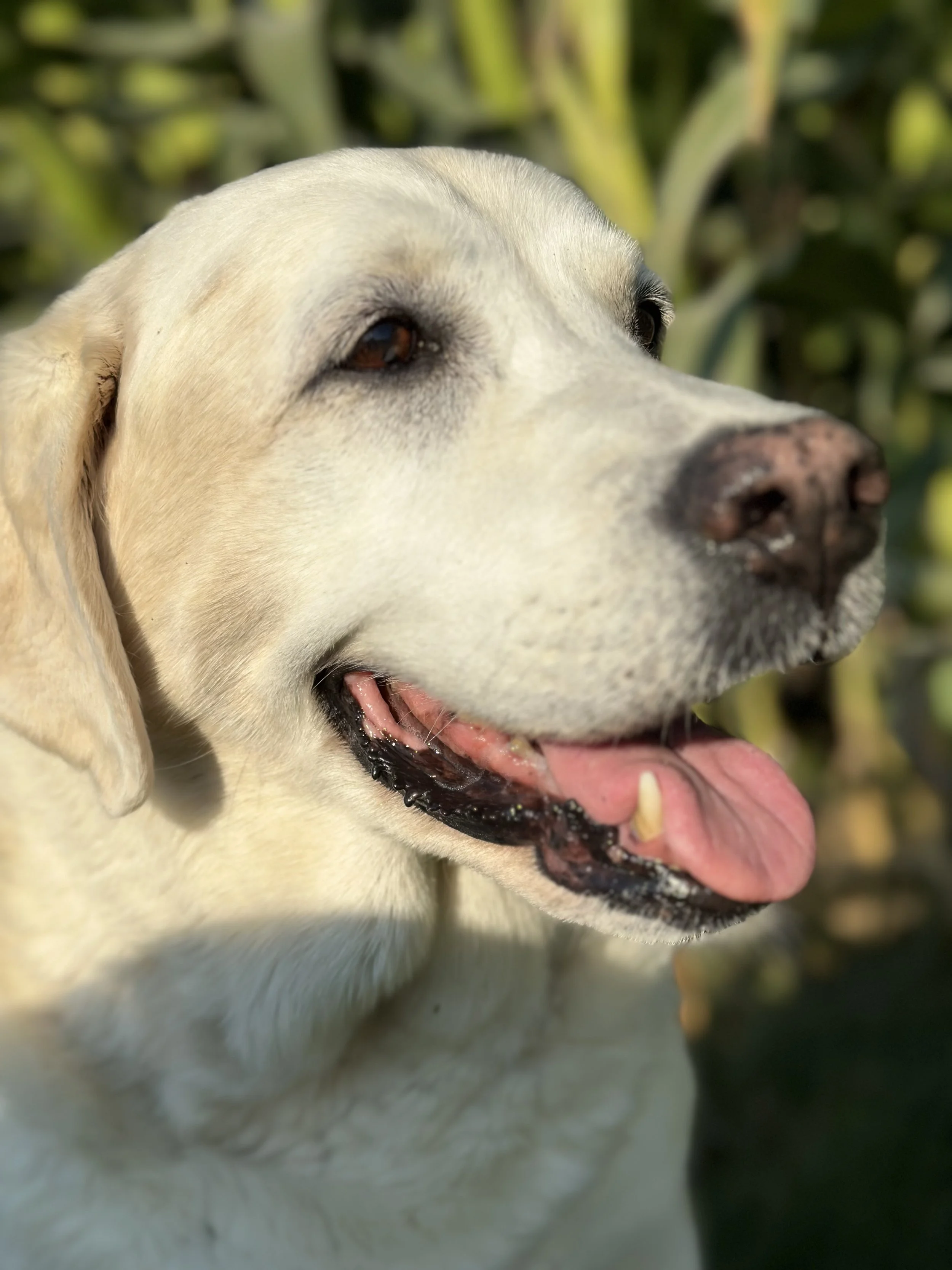 Honoring a Beloved Pet: A Memorial Tribute for Abbee — Black Creek ...