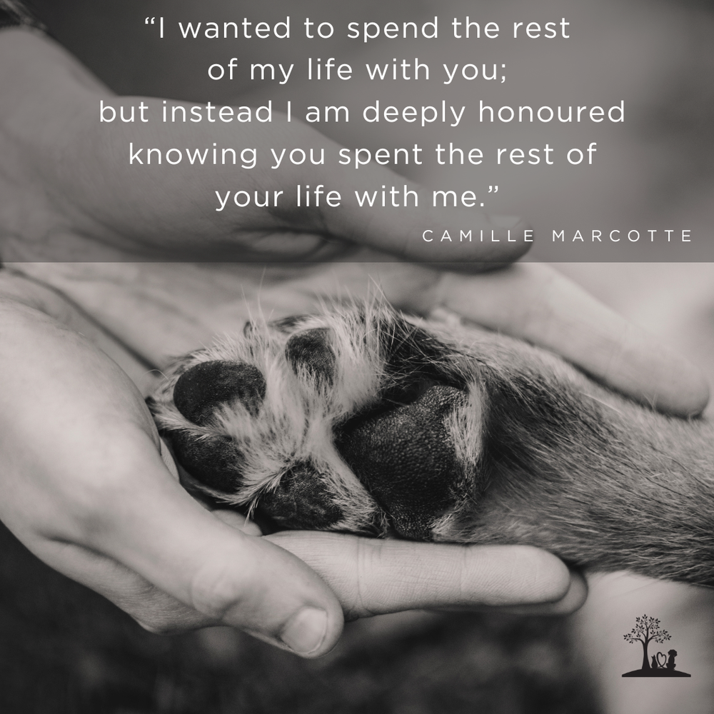 26 Powerful Pet Loss and Love Quotes | Reflections from a Hospice Vet ...