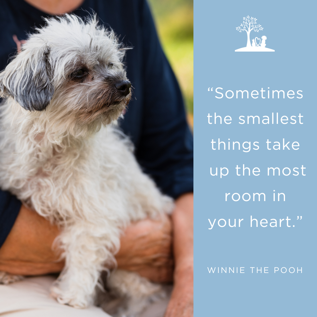 26 Powerful Pet Loss and Love Quotes | Reflections from a Hospice Vet ...