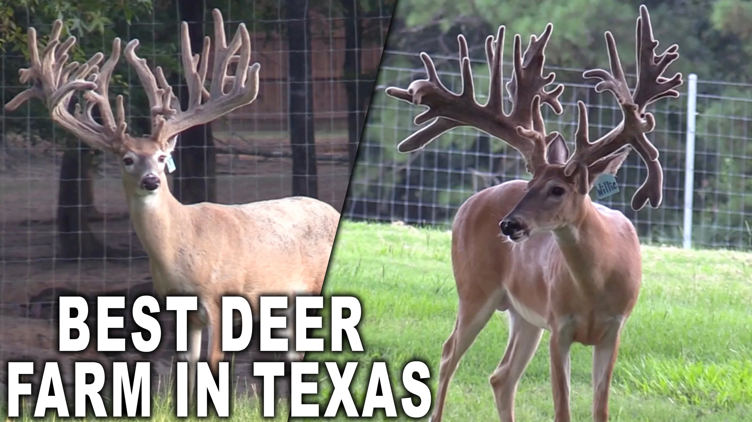 DWS 2020 — Deer and Wildlife Stories - The High Road with Keith Warren