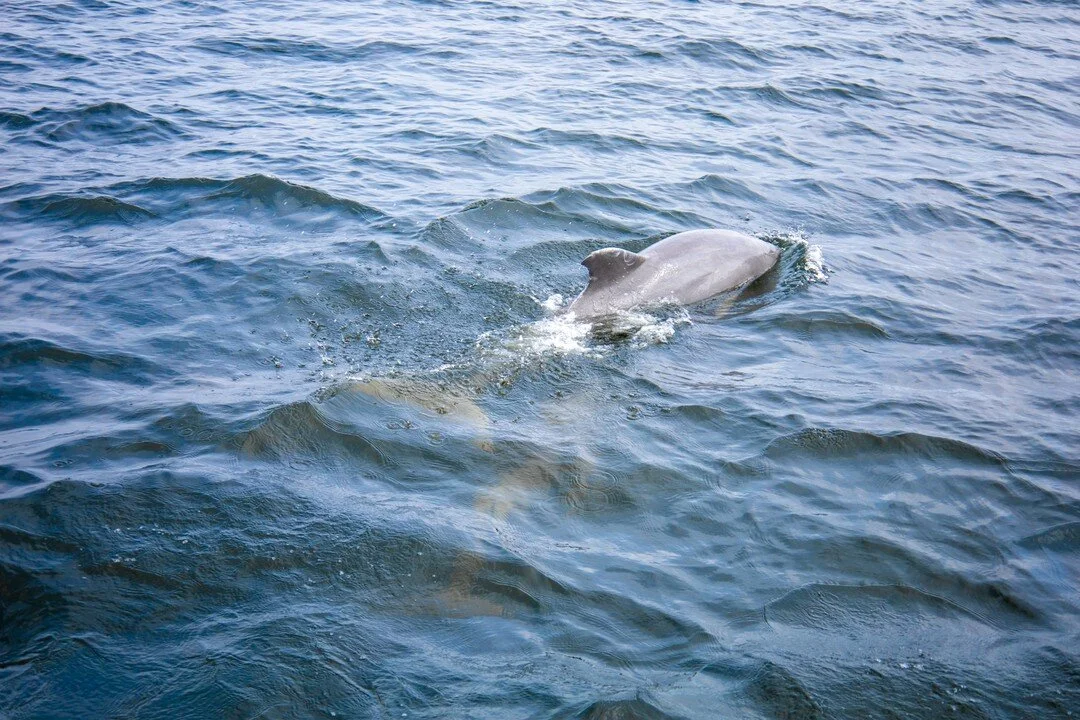 Premier Dolphin Cruise