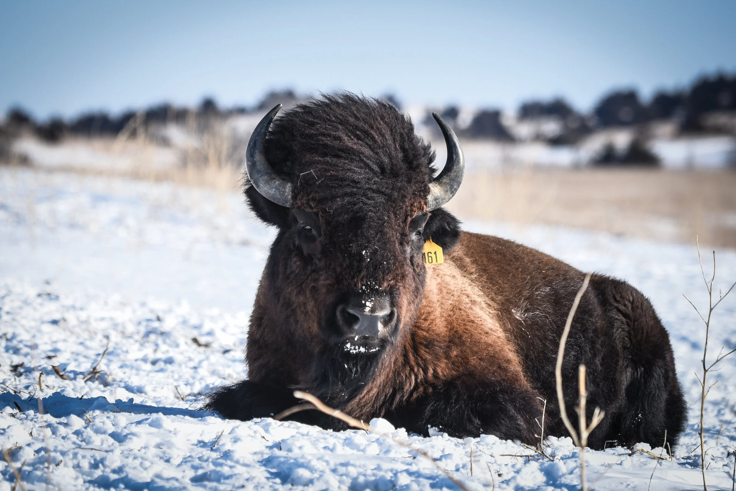 About Bison — Straight Arrow Bison