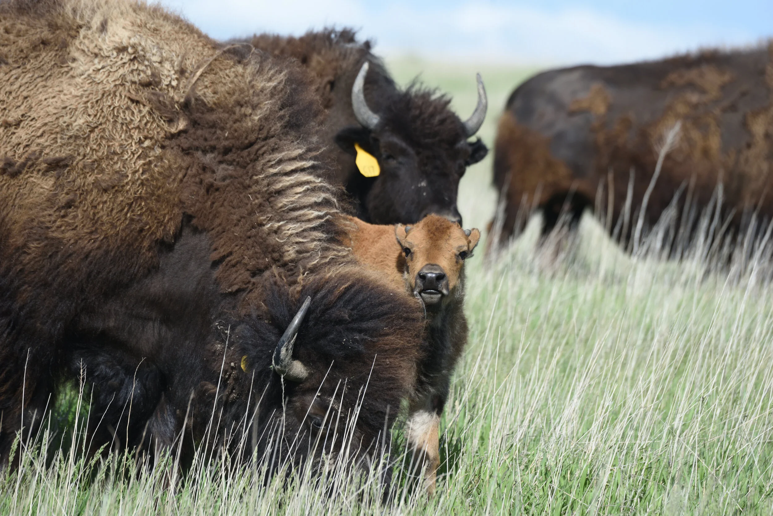 About Bison — Straight Arrow Bison