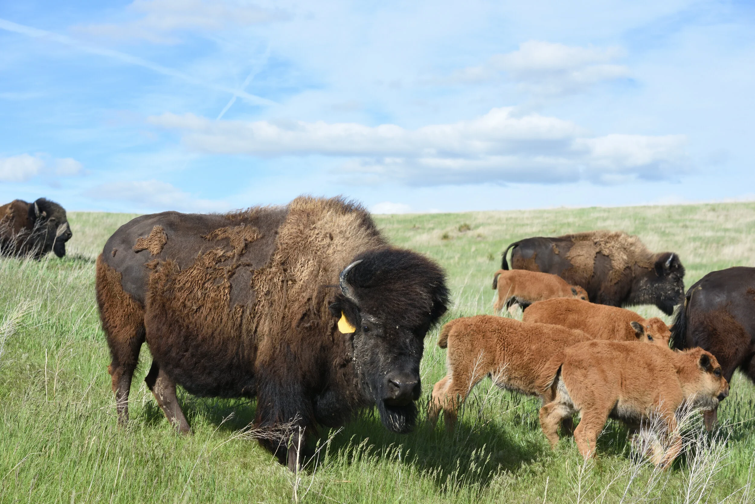 FAQ — Straight Arrow Bison