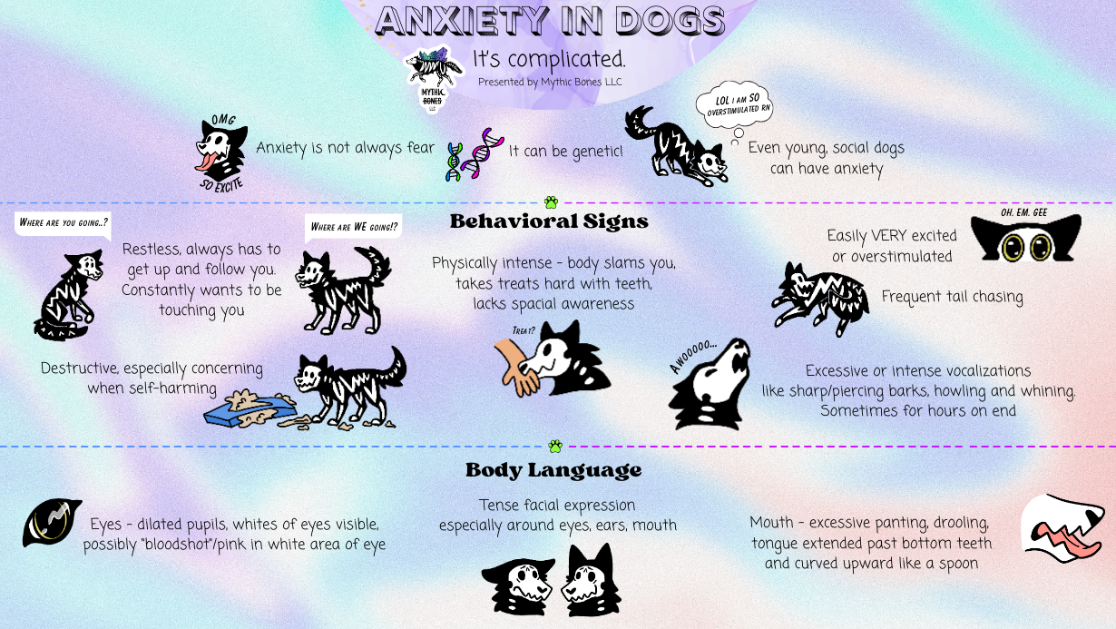 Anxiety in Dogs | Our Experienced Trainer's Advice — Mythic Bones