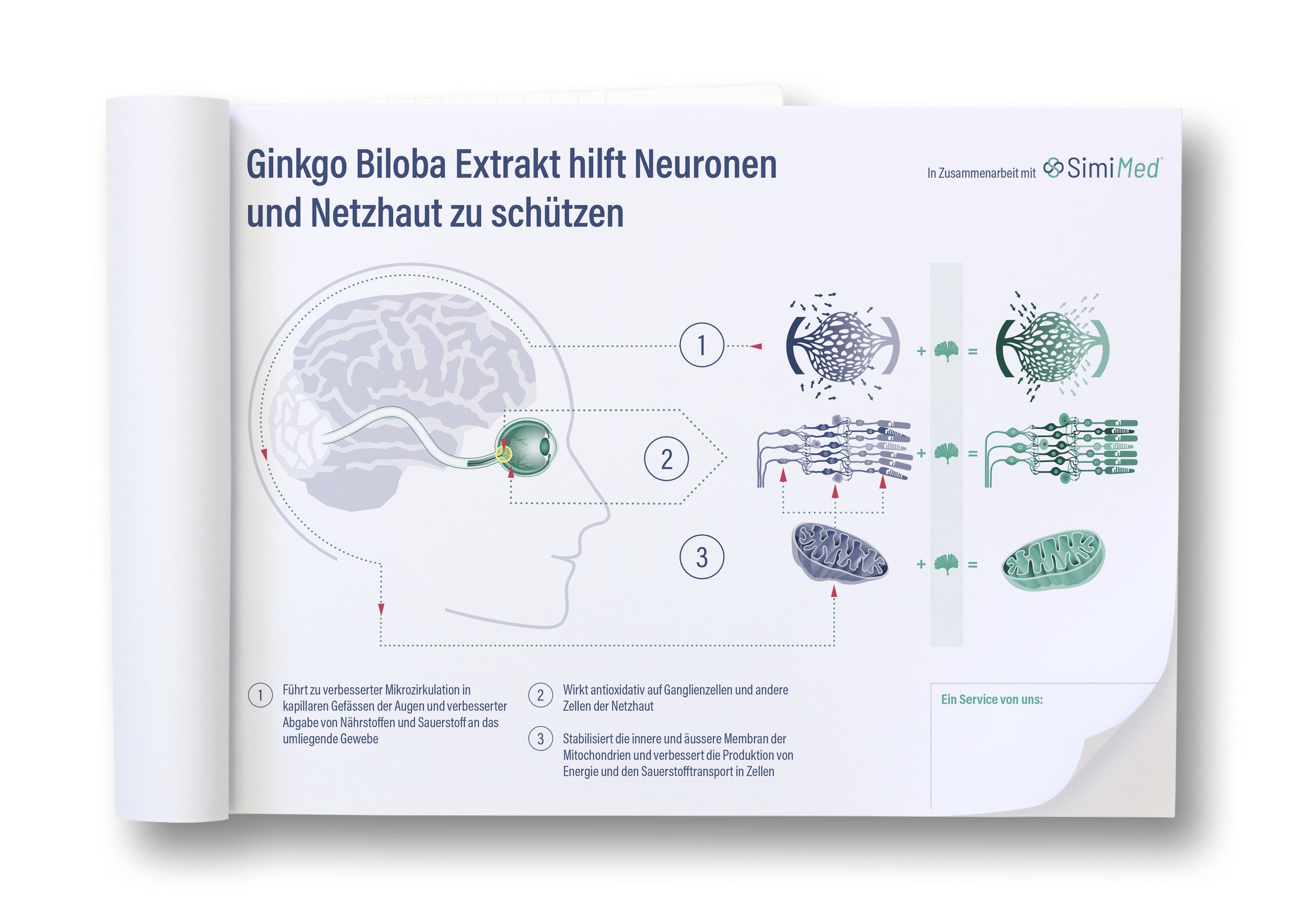SimiMed® Ginkgo - die Kunst des Sehens — SimiMed