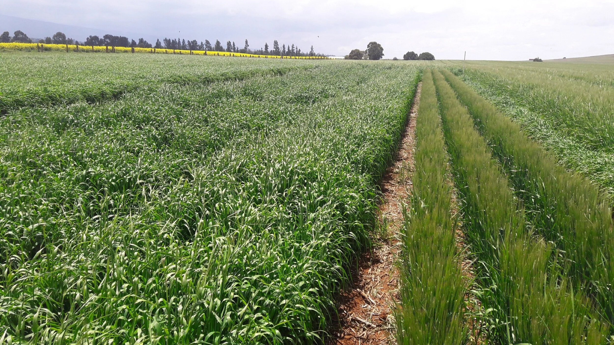 Conservation Agriculture — AGVENTURE