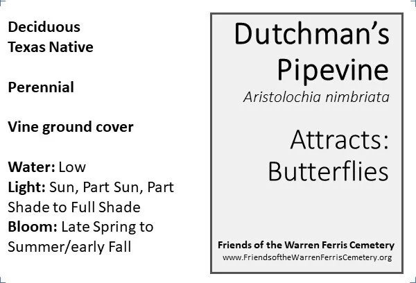 Native Plant ID Educational Cards — Friends of the Warren Ferris Cemetery