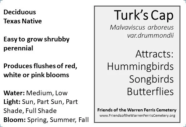 Native Plant ID Educational Cards — Friends of the Warren Ferris Cemetery