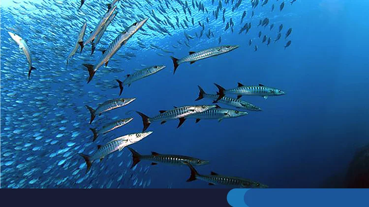 Everything you need to know about Wahoo Fish — BluePacif