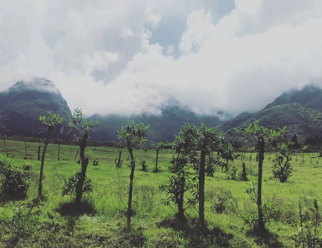 Horseback Riding in Ecuador — Riding In Circles Equestrian
