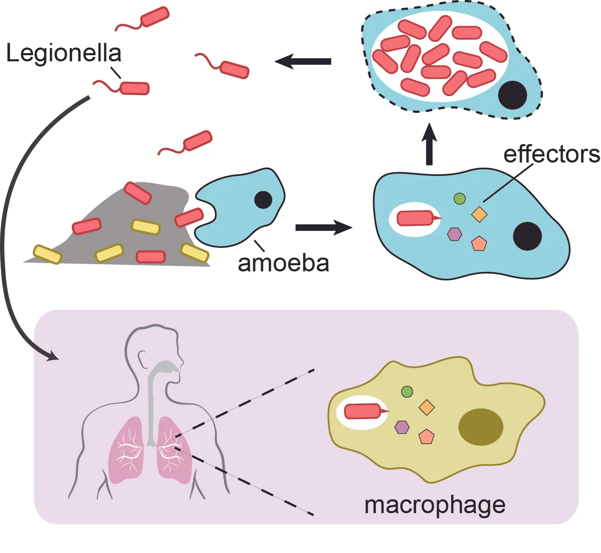 Research — Levin lab