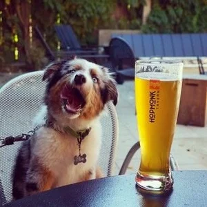 Live Music — HopMonk Taverns