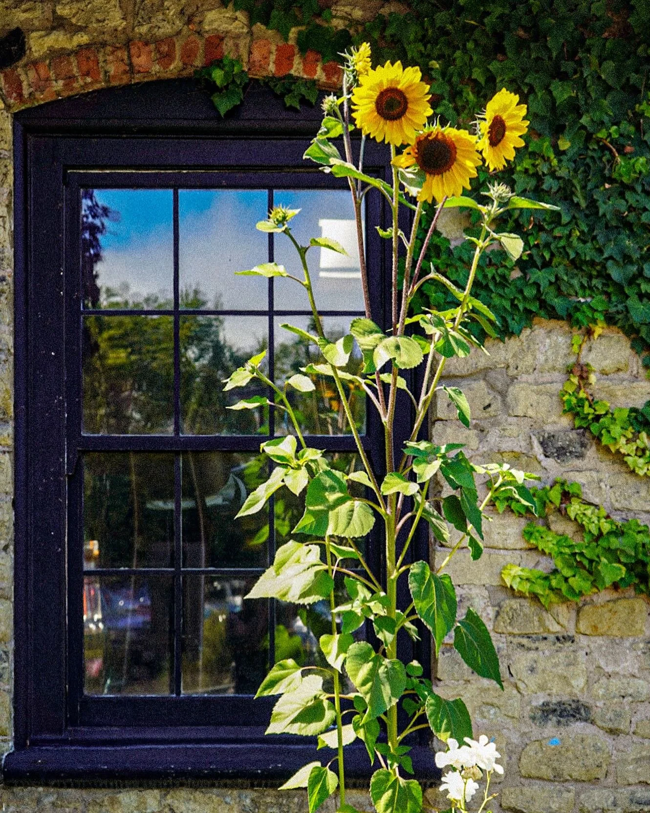 Novato — HopMonk Taverns