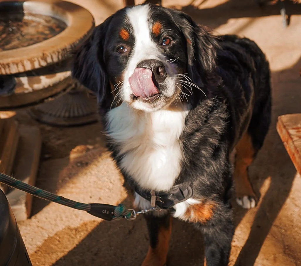 Novato — HopMonk Taverns