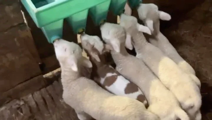 Australia's #1 Farmstay: animal feeding, tractor driving