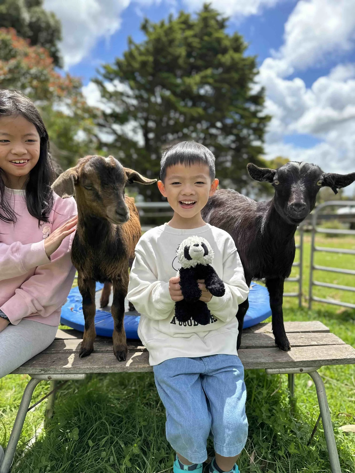Australia's #1 Farmstay: animal feeding, tractor driving