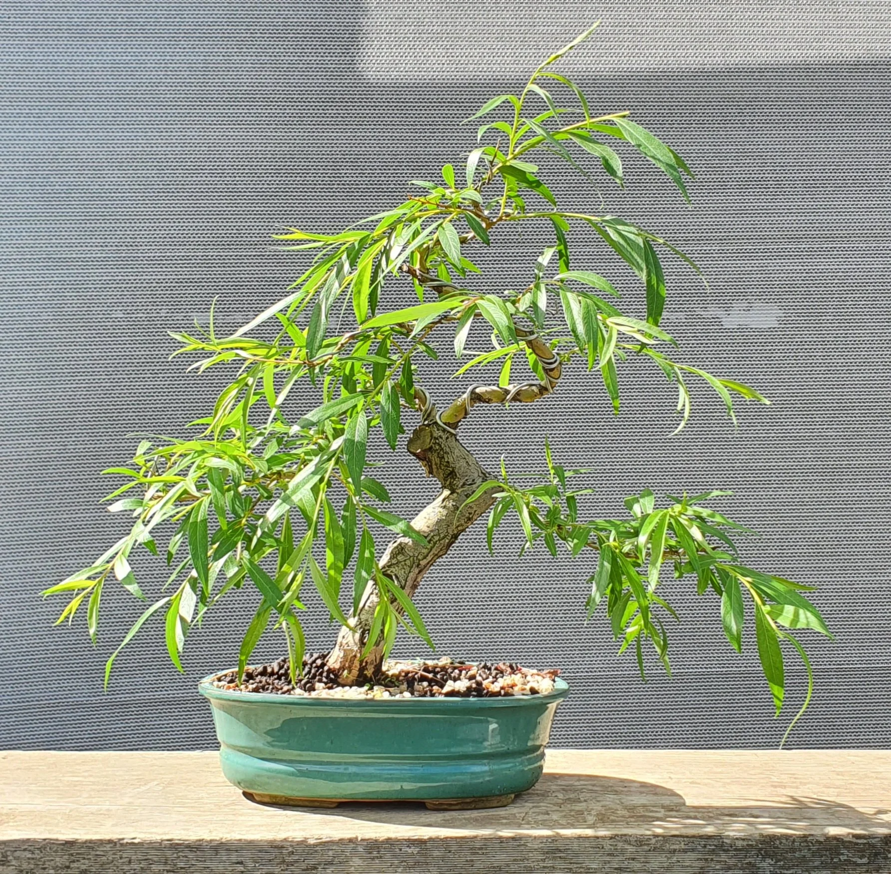 Bonsai for Sale — Heritage Bonsai Tasmania Shofu-en