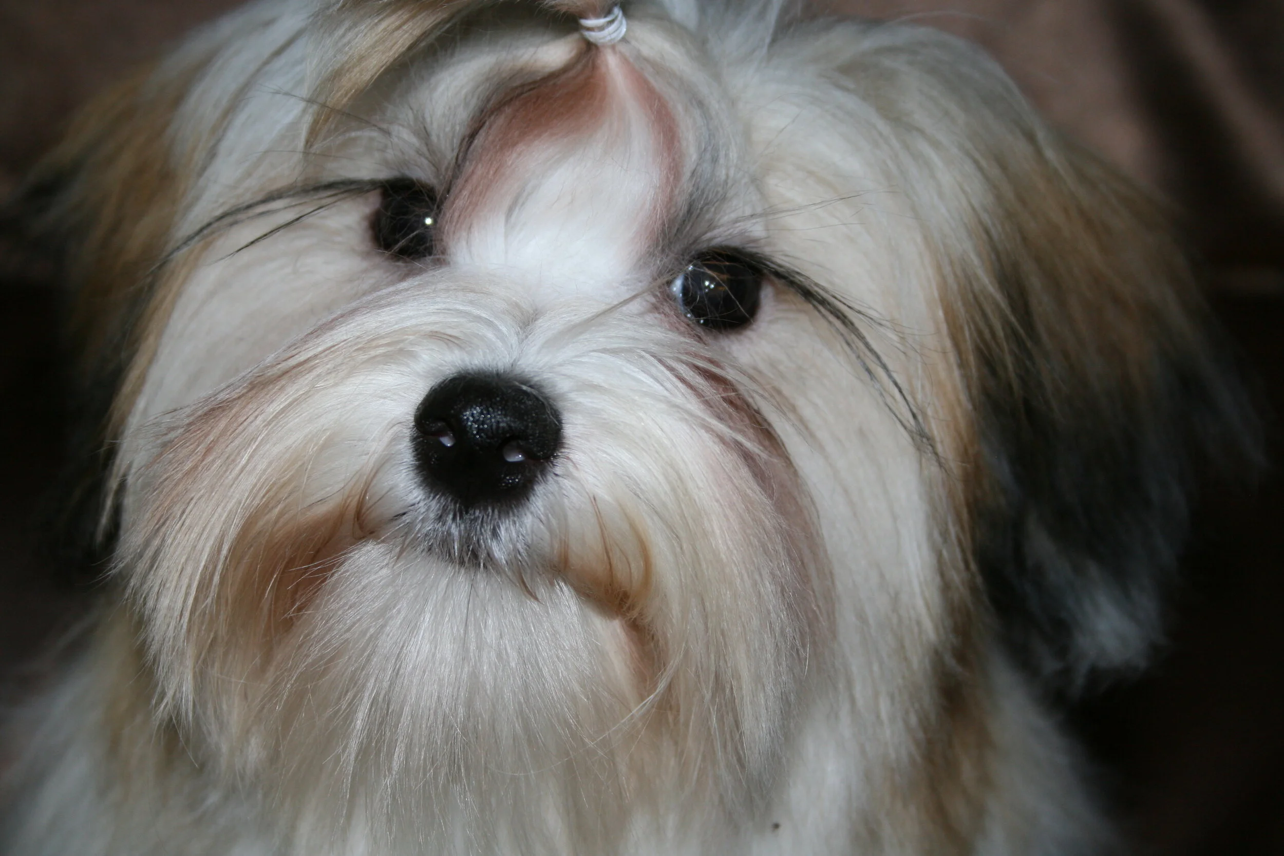 Retired dogs — We Have PUPPIES. . spring summer 2024 Mistytrails Havanese.