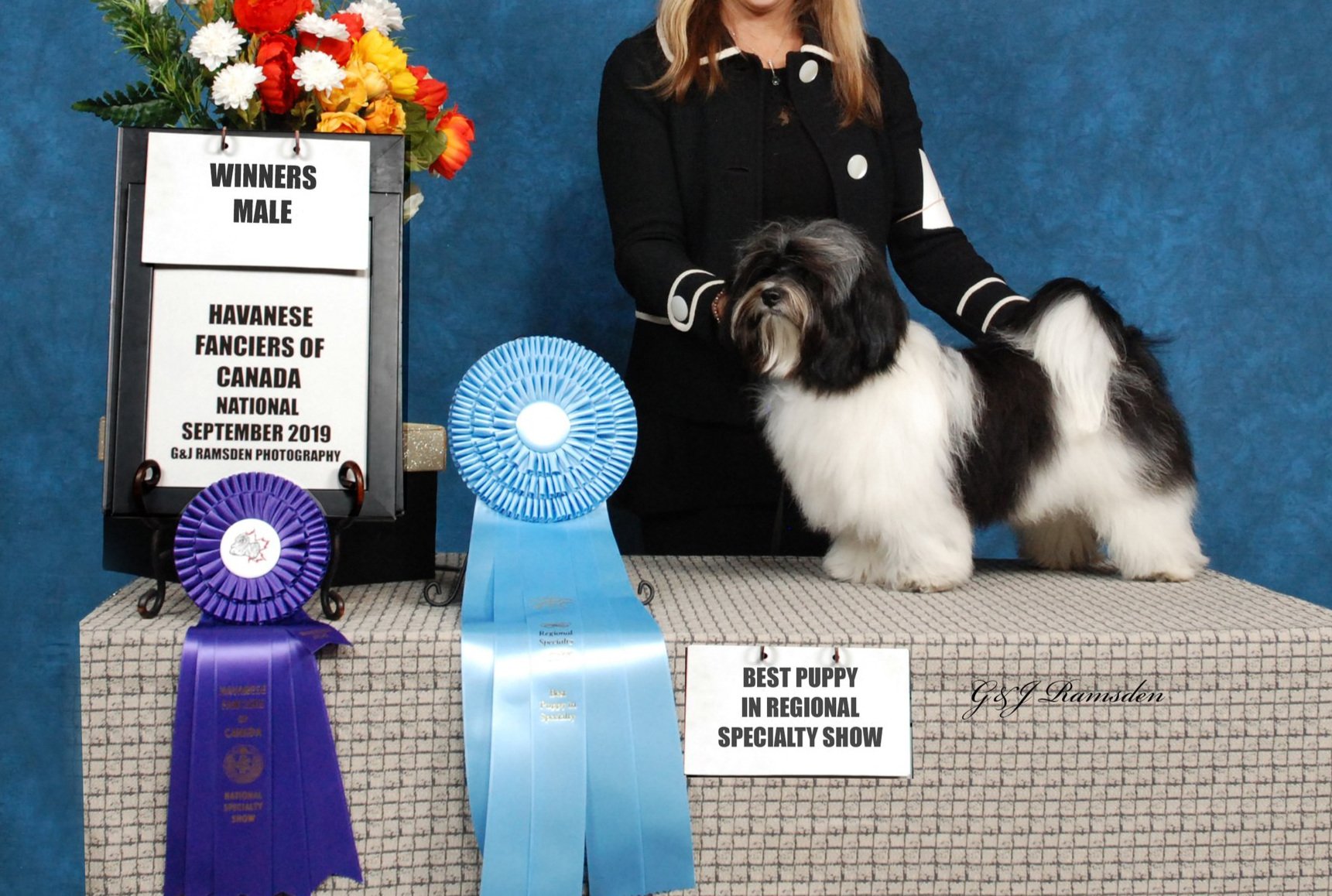 Our Boys — 2023 Mistytrails Havanese.