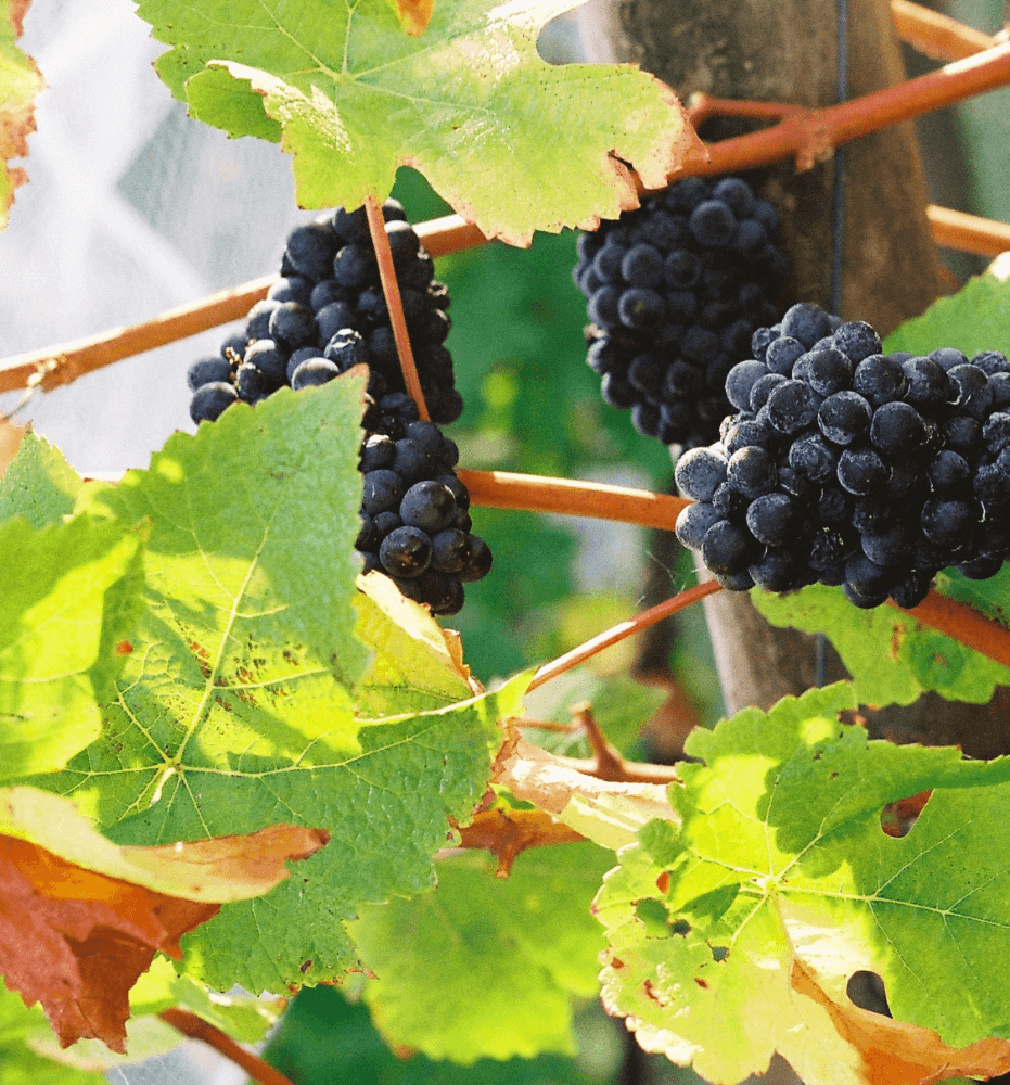 Story — Supply River Mill Vineyard