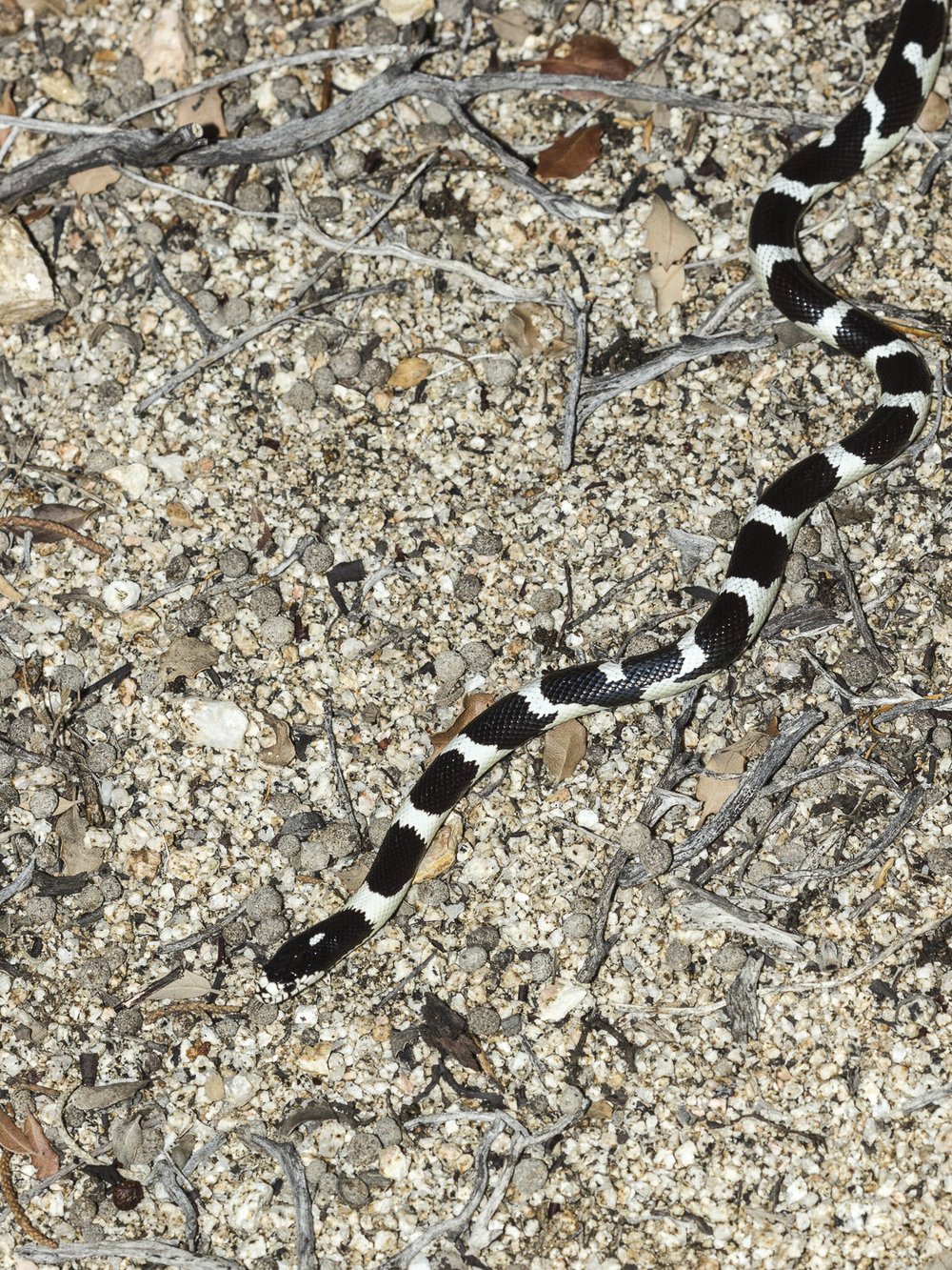 About 1 — Mt. San Jacinto Natural History Association