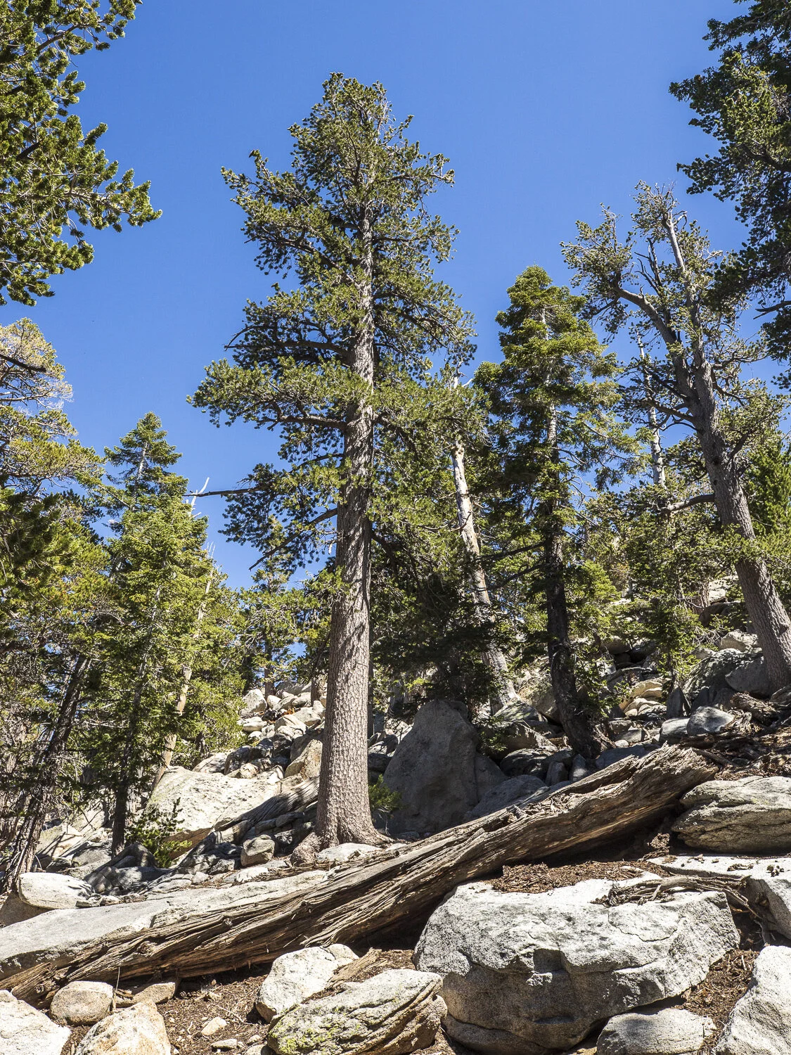 Lodgepole Pine — Mt. San Jacinto Natural History Association