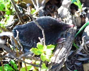 Broad-footed mole — Mt. San Jacinto Natural History Association
