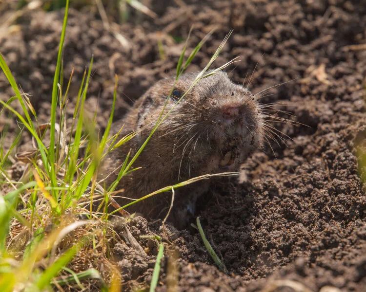 Botta's Pocket Gopher — Mt. San Jacinto Natural History Association