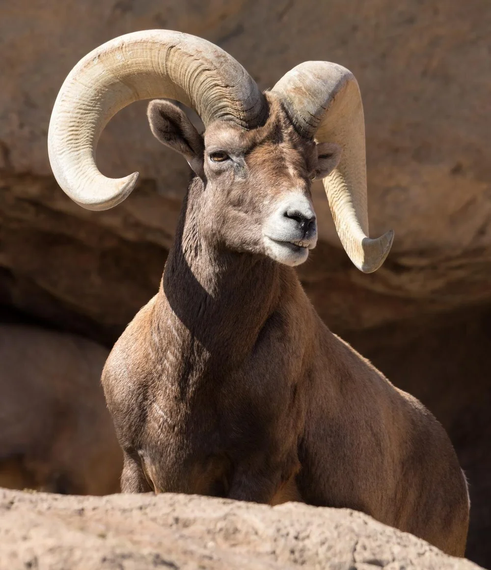 Desert Bighorn Sheep — Mt. San Jacinto Natural History Association