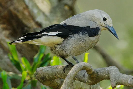 About 1 — Mt. San Jacinto Natural History Association