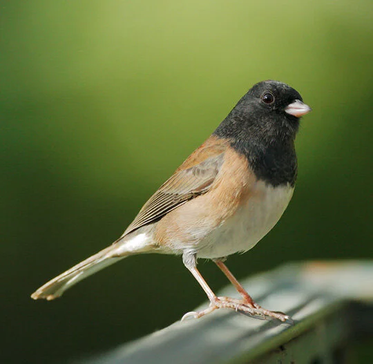 About 1 — Mt. San Jacinto Natural History Association