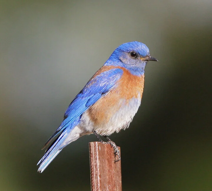 About 1 — Mt. San Jacinto Natural History Association