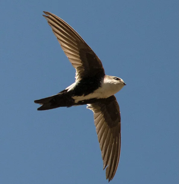 About 1 — Mt. San Jacinto Natural History Association