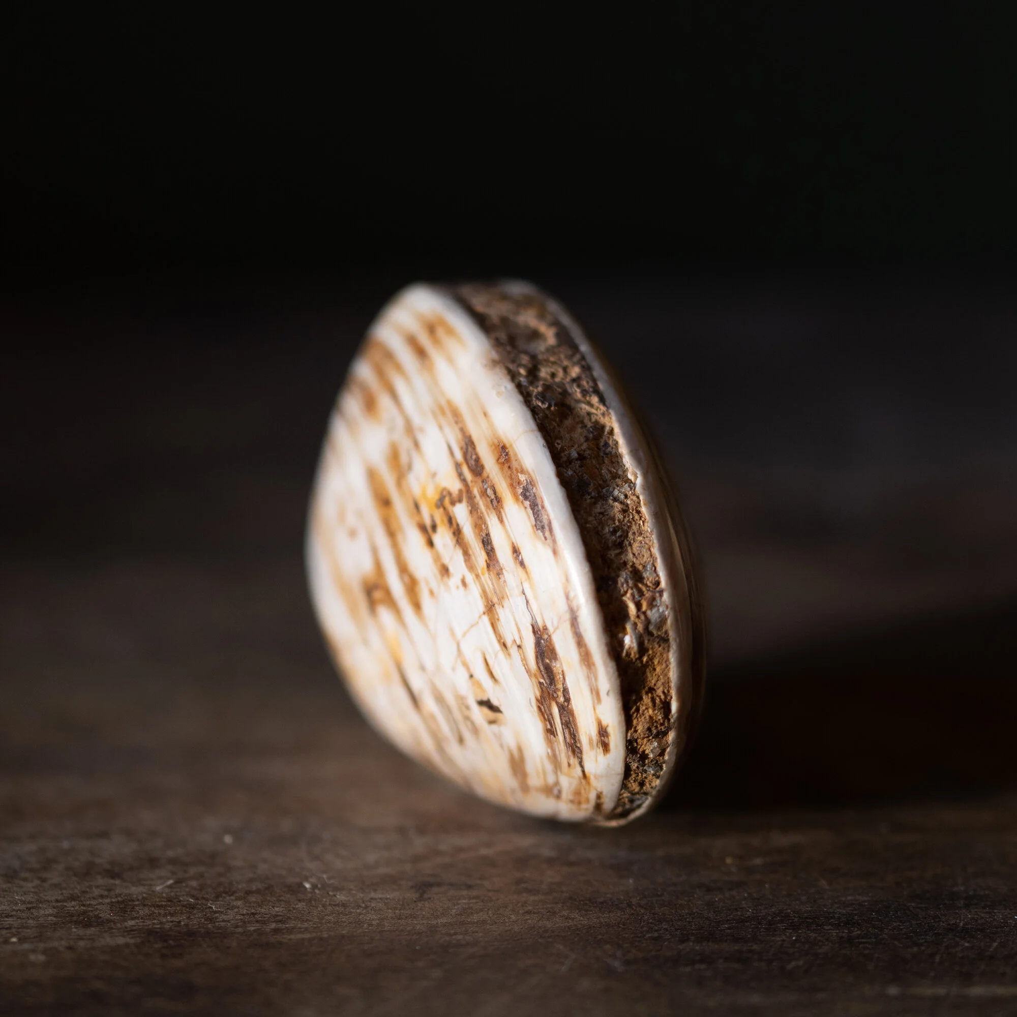 Rare Fossilized Clam Shell — The Good Bower