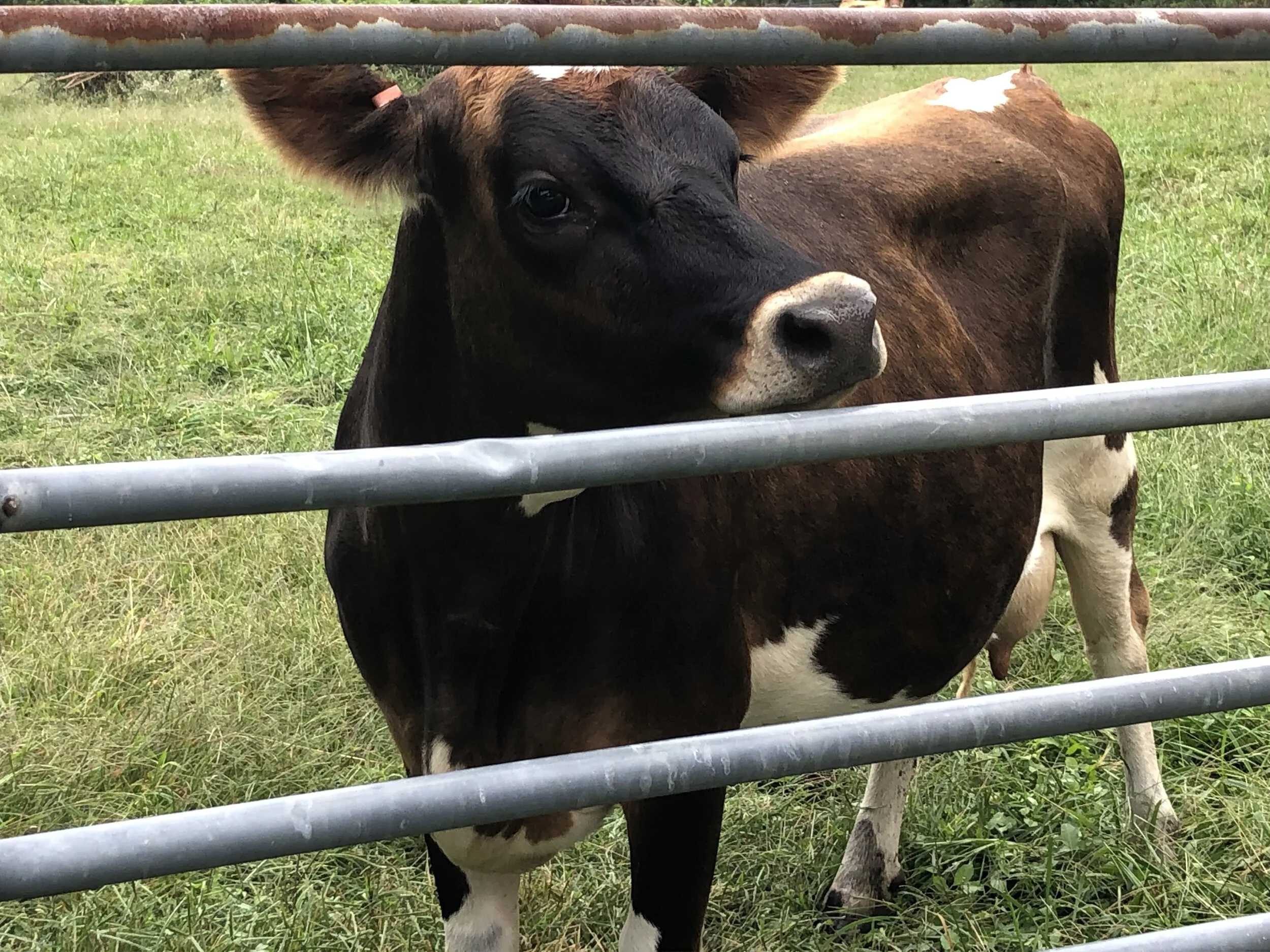 Mini Jersey | Rosewood Farm Miniature Jerseys - Miniature Jersey Cows ...